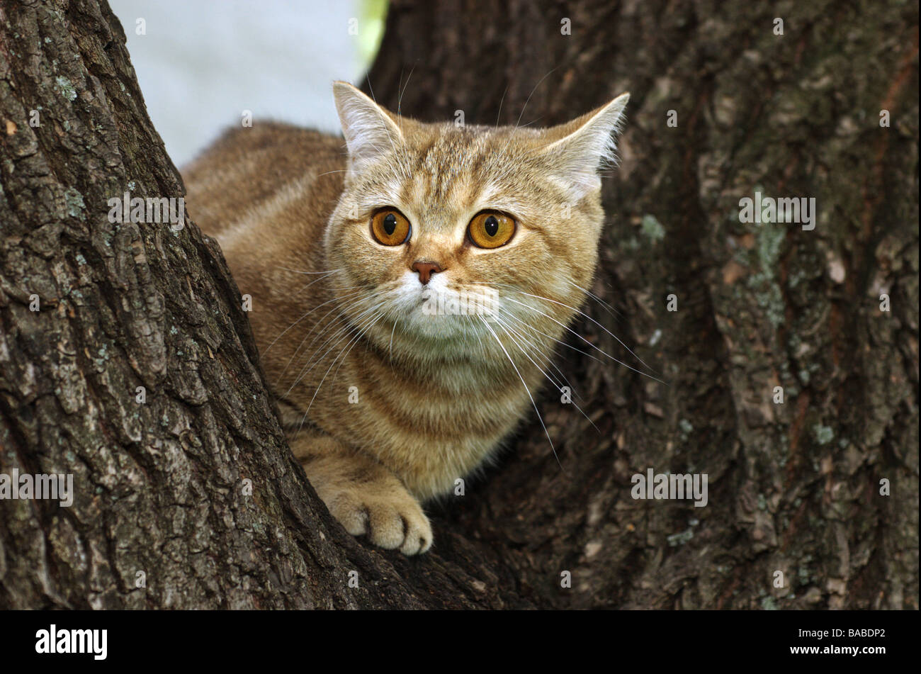 British Shorthair Cat on tree Stock Photo - Alamy