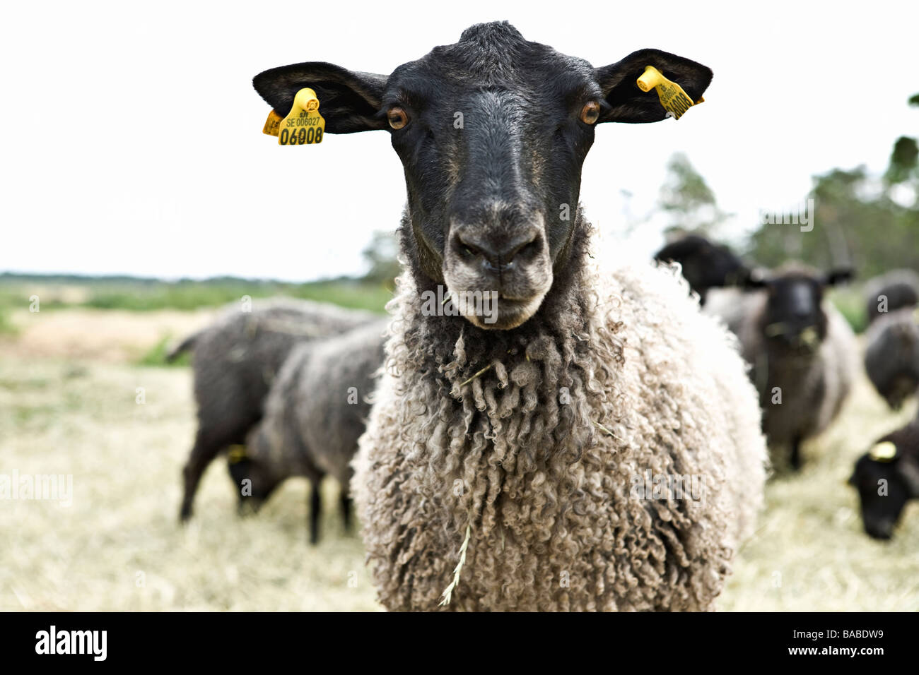 Sheep marking colour hi-res stock photography and images - Alamy