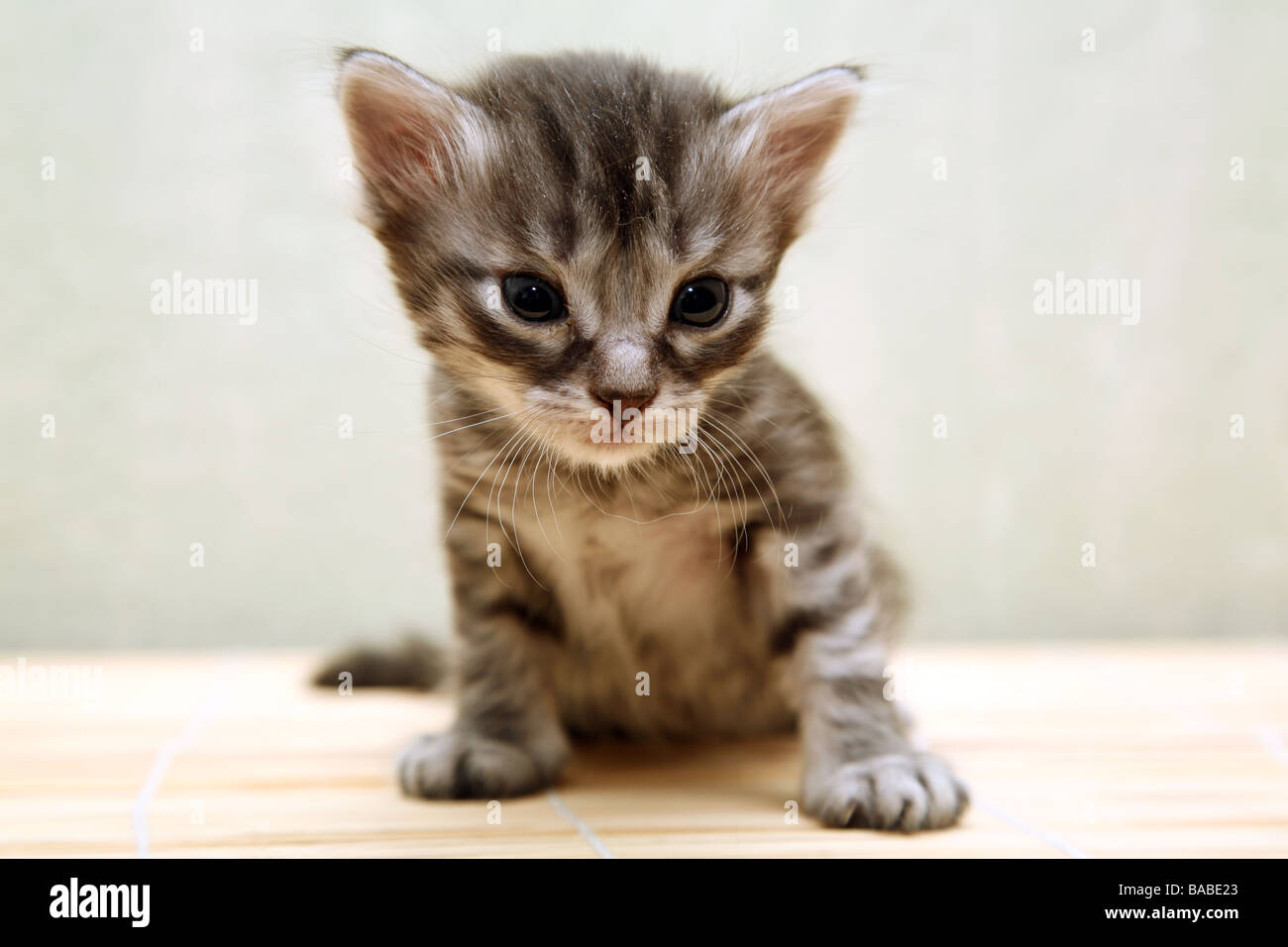 Angora indoors indoor breed breeds hi-res stock photography and images ...