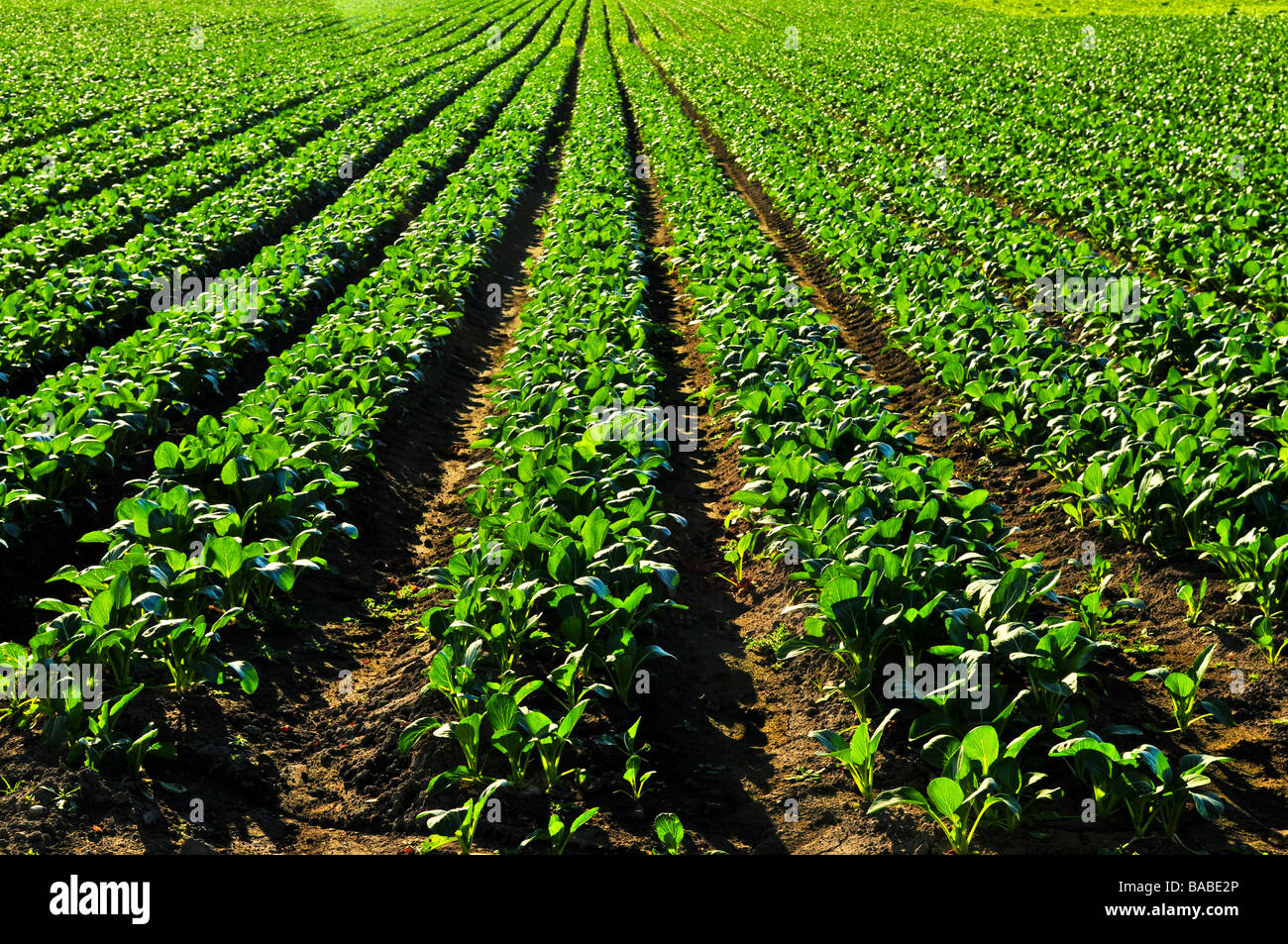 Rows of turnip plants in a cultivated farmers field Stock Photo - Alamy