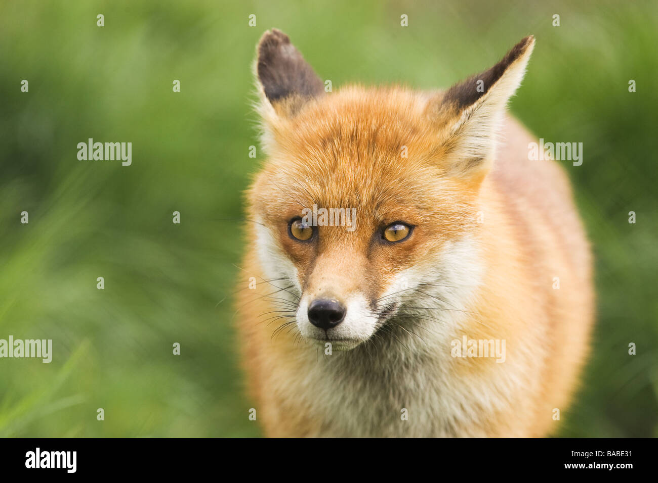 Growling fox hi-res stock photography and images - Alamy