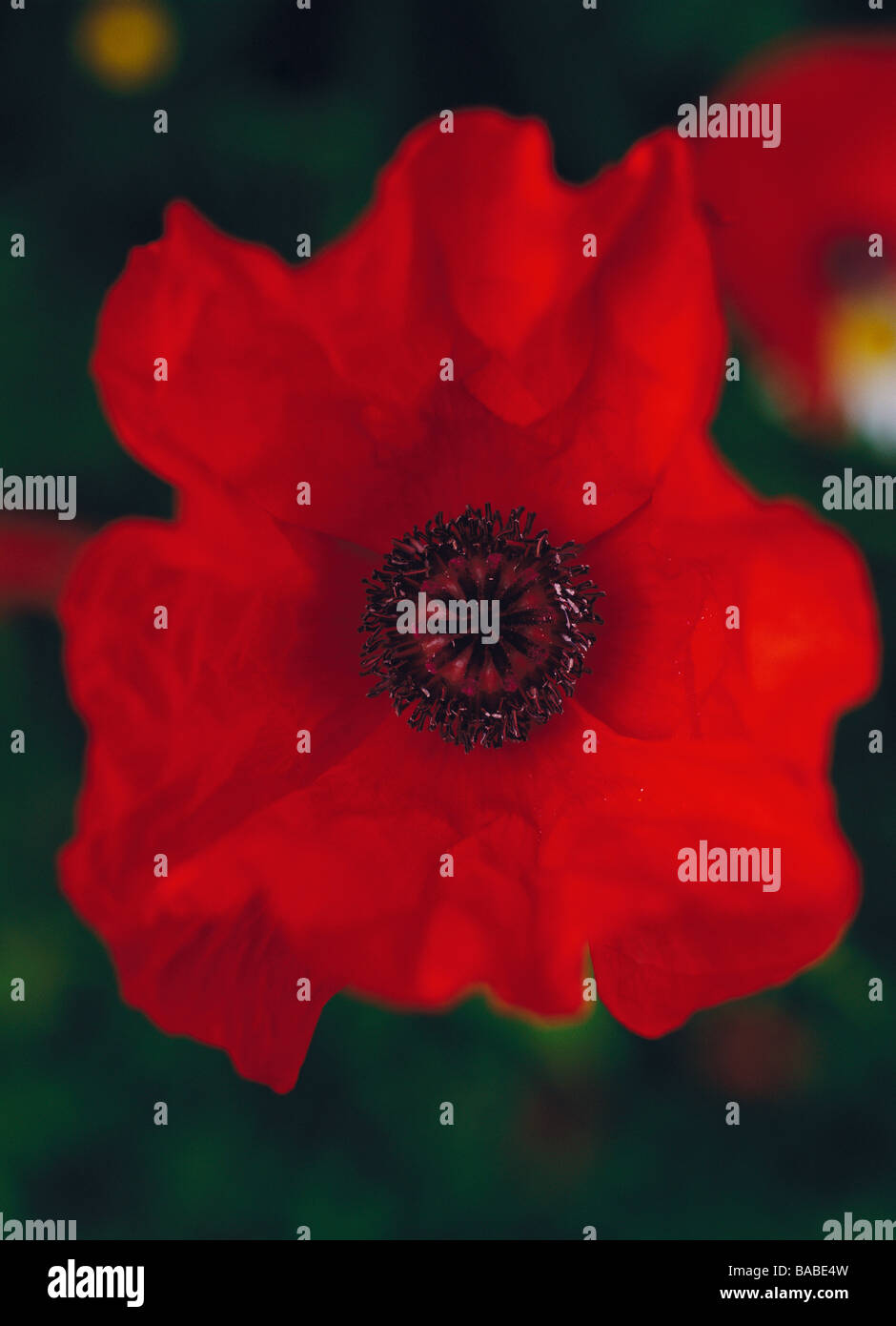 A red poppy close-up Sweden Stock Photo - Alamy