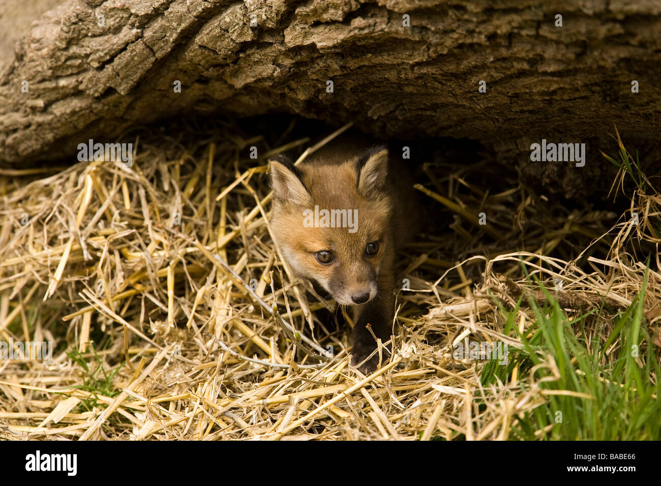 Growling fox hi-res stock photography and images - Alamy