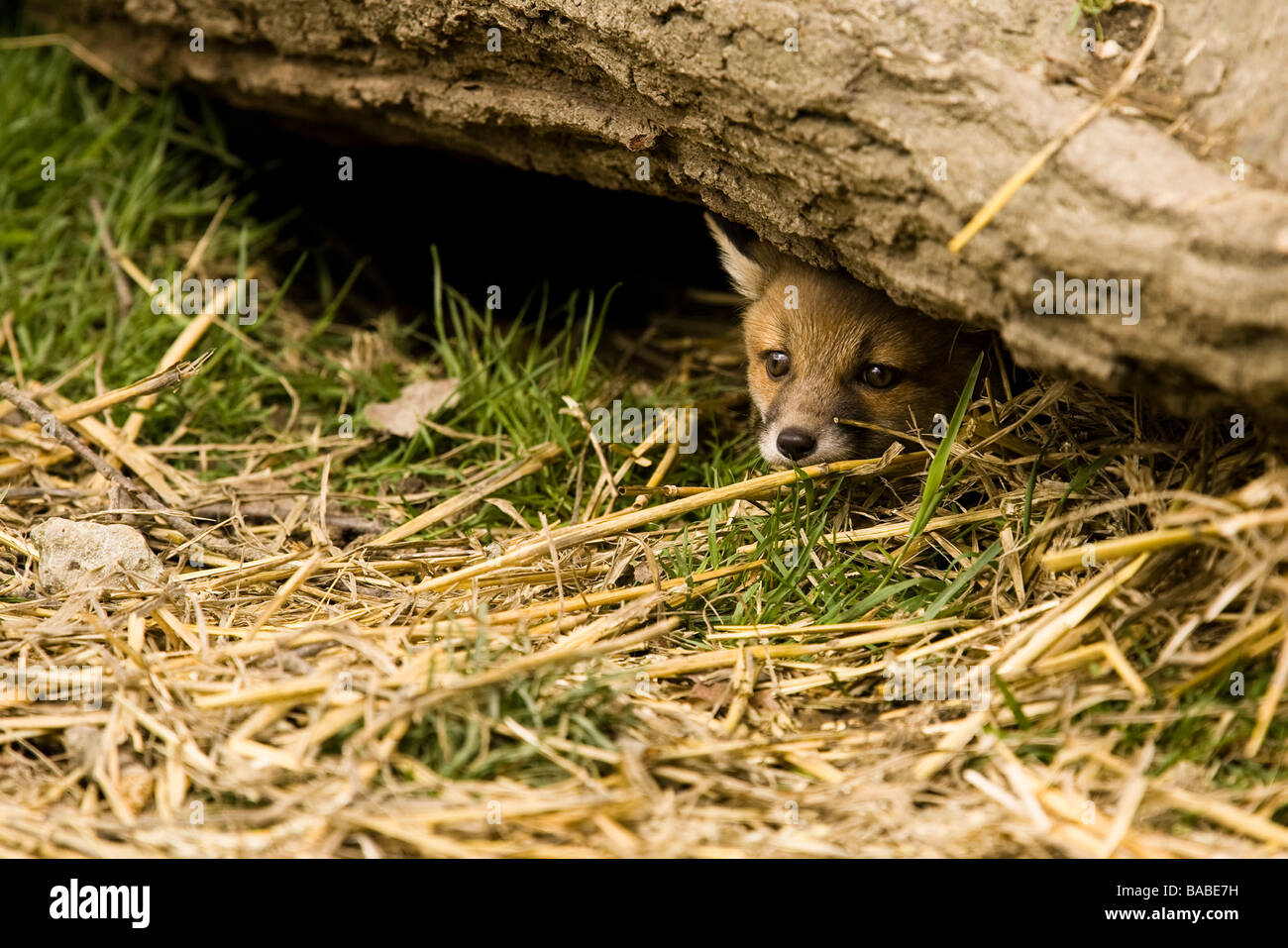 Growling fox hi-res stock photography and images - Alamy