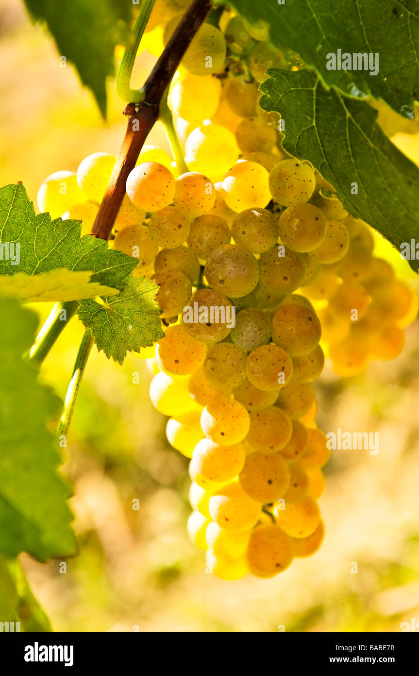 Yellow grapes growing on vine in bright sunshine Stock Photo - Alamy