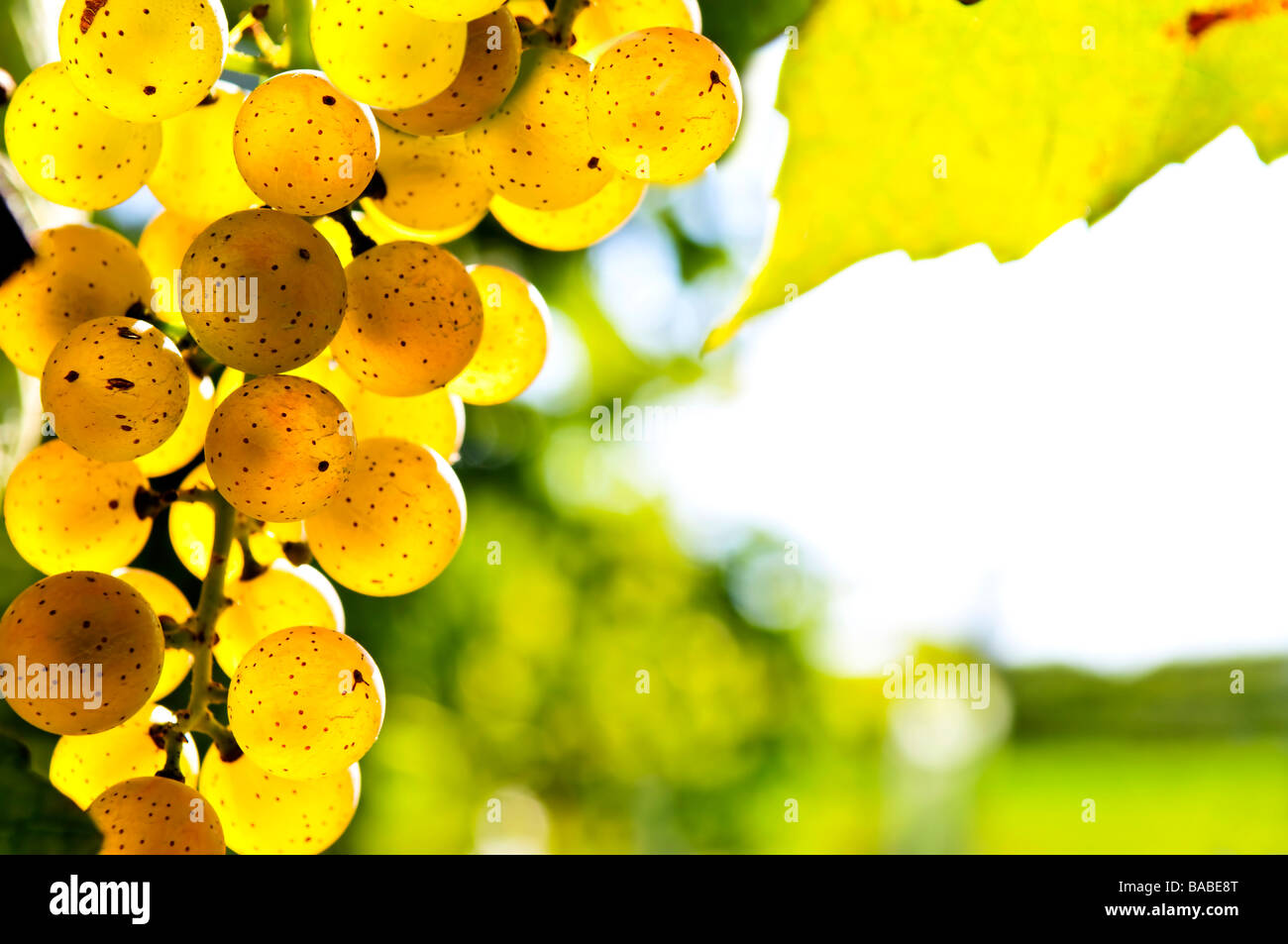 Bright green translucent leaves hi-res stock photography and images - Alamy
