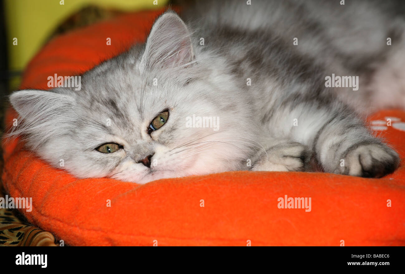 Downy kitten hi-res stock photography and images - Alamy