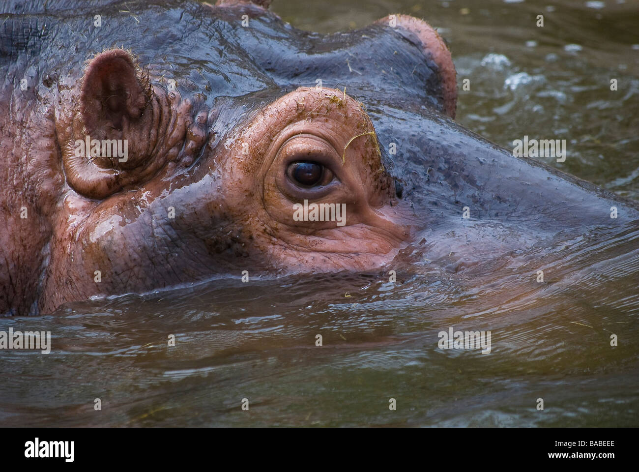 Hippo ear hi-res stock photography and images - Alamy