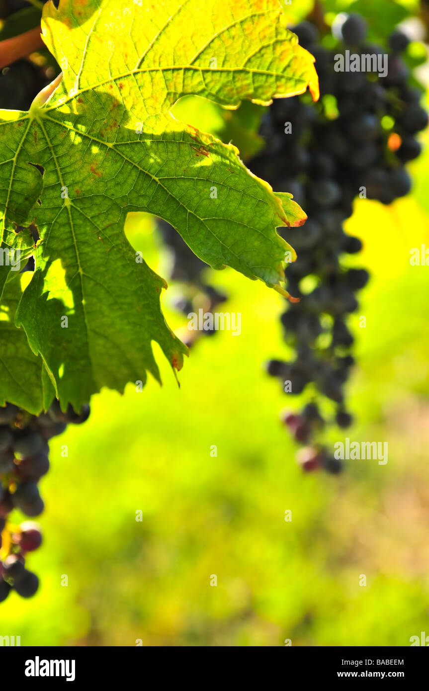 Red grapes growing on vine in bright sunshine Stock Photo - Alamy