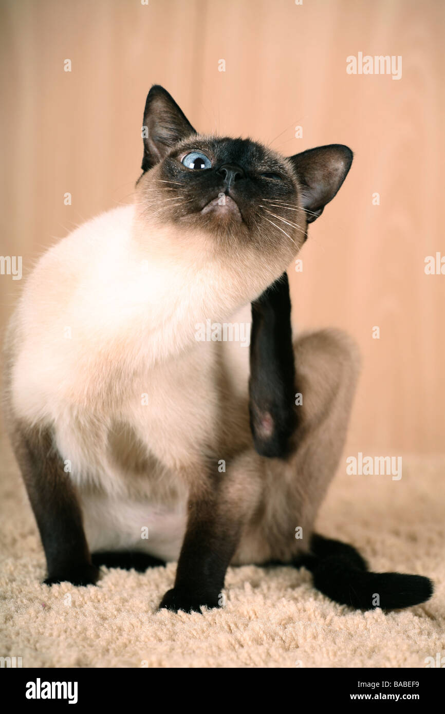 Thai Cat. Siamese cat Stock Photo - Alamy