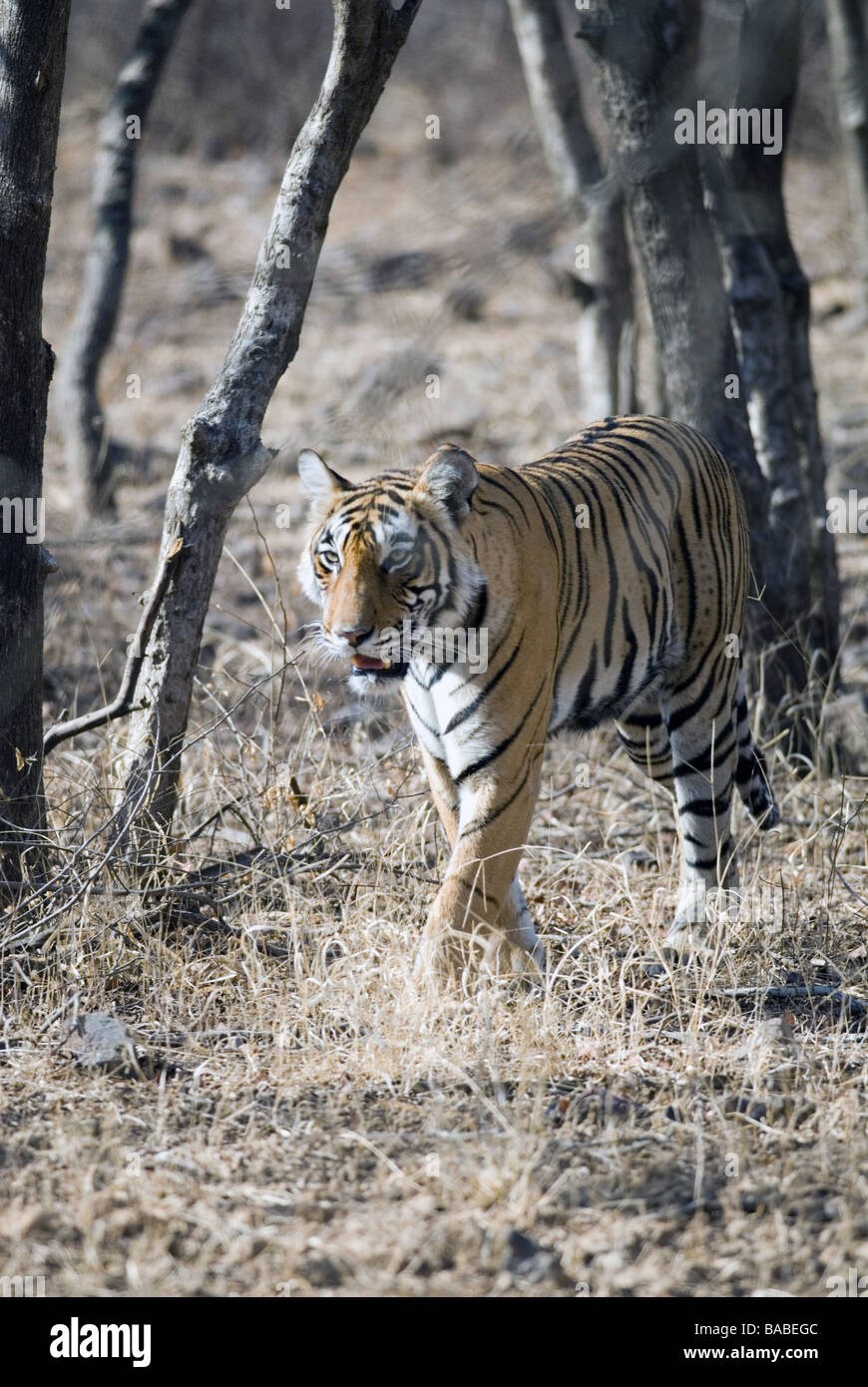 Tigress walking through trees Stock Photo - Alamy