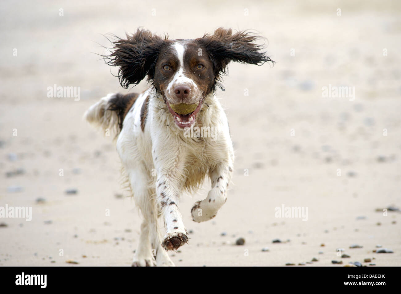 SPRINGER SPANIEL DOG RUNNING ON UK BEACH CARRYING A BALL UK Stock Photo ...