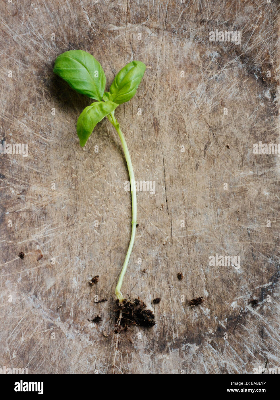 Sweet basil Sweden Stock Photo - Alamy