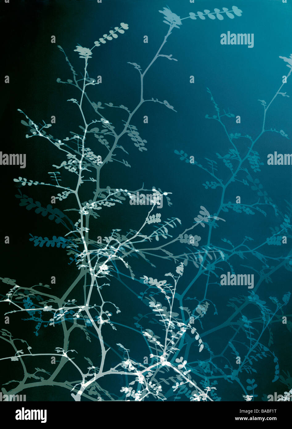 Photogram plant hi-res stock photography and images - Alamy