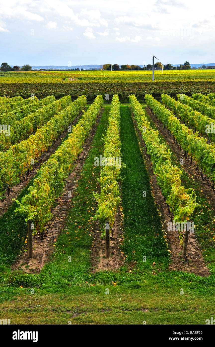 Rows of young grape vines growing in Niagara peninsula vineyard Stock ...