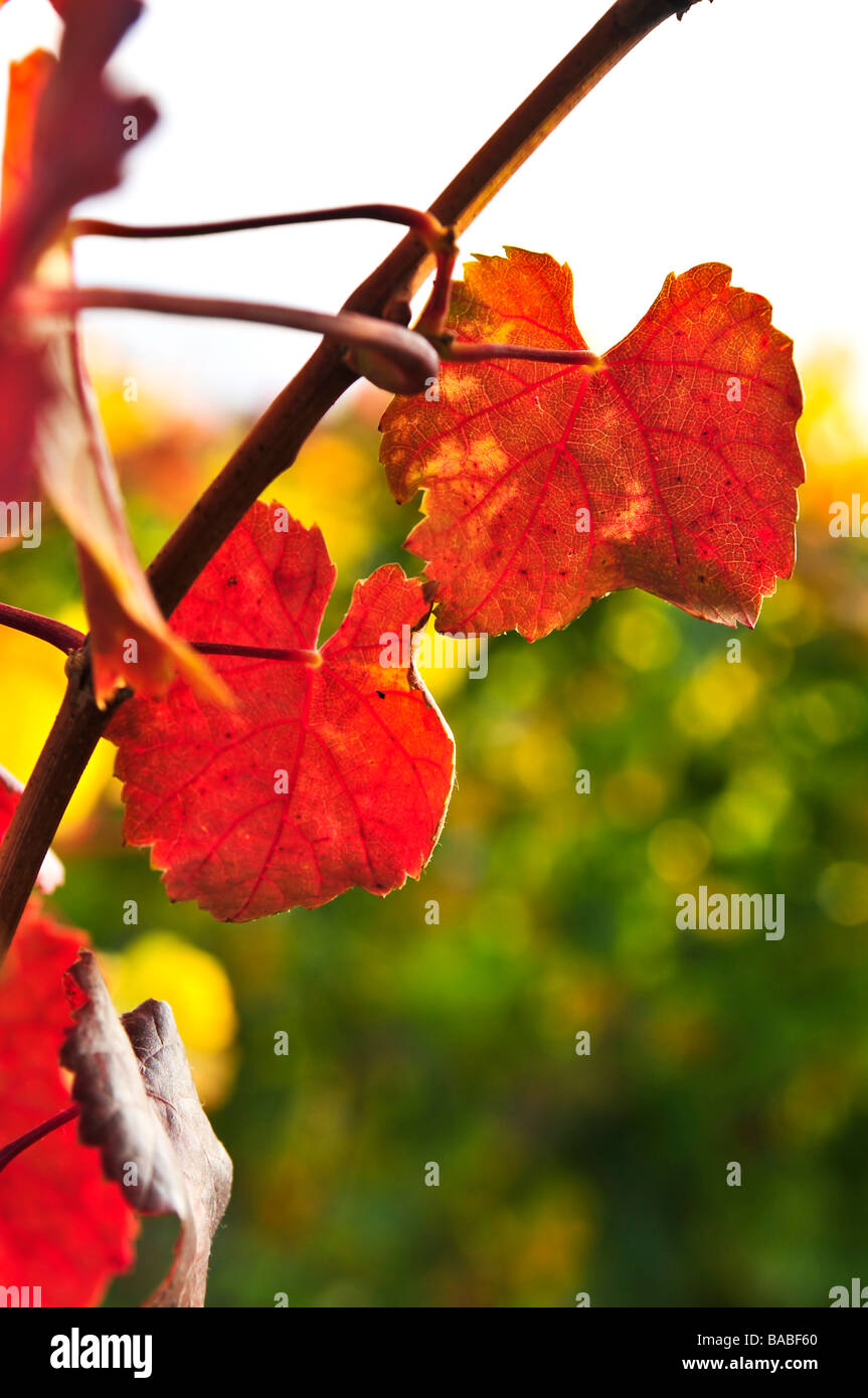 Fall grape leaves and vines hi-res stock photography and images - Alamy