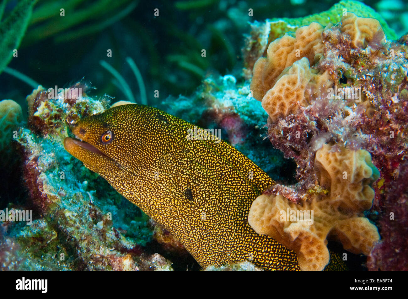 single goldentail moray eel emerging from colorful coral reef near ...