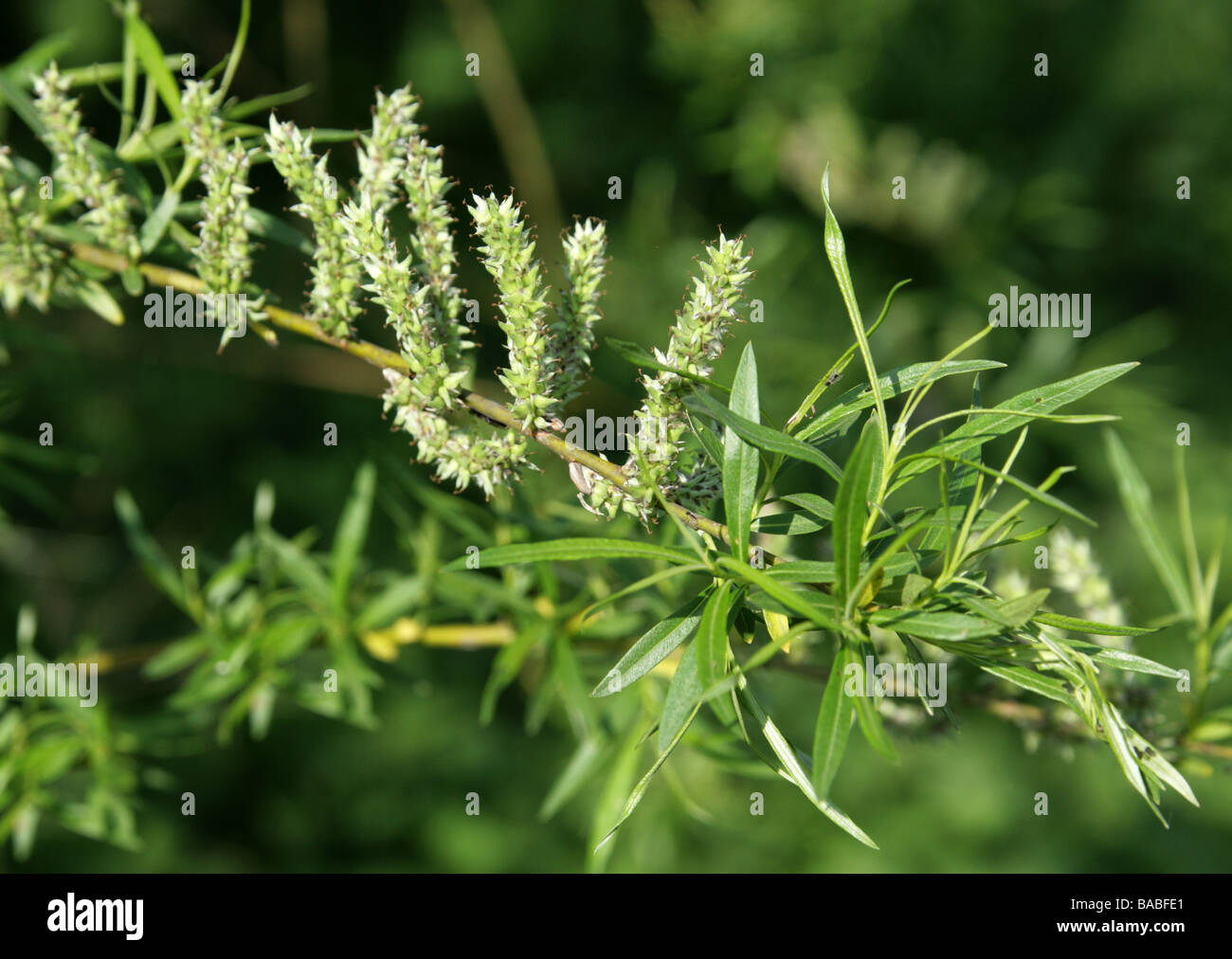 Osier Willow Tree, Salix viminalis, Salicaceae, Female Catkins Fruiting ...