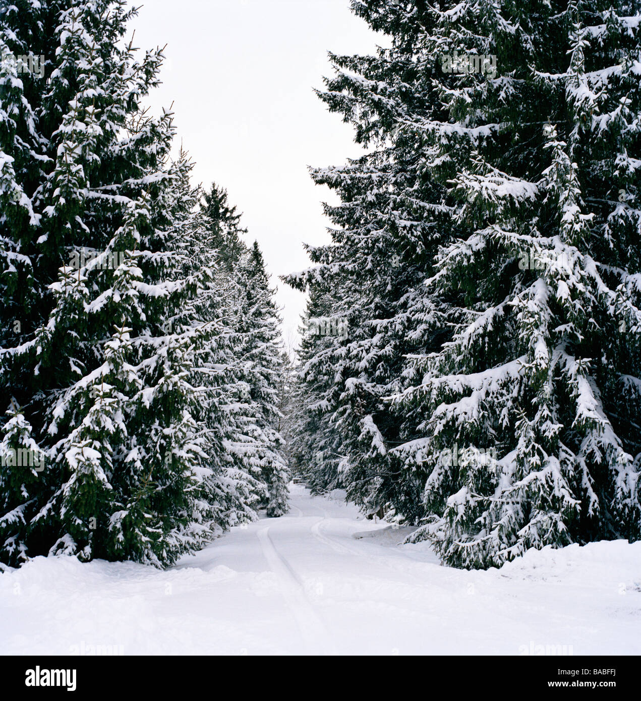 Spruces picea abies covered by snow hi-res stock photography and images ...