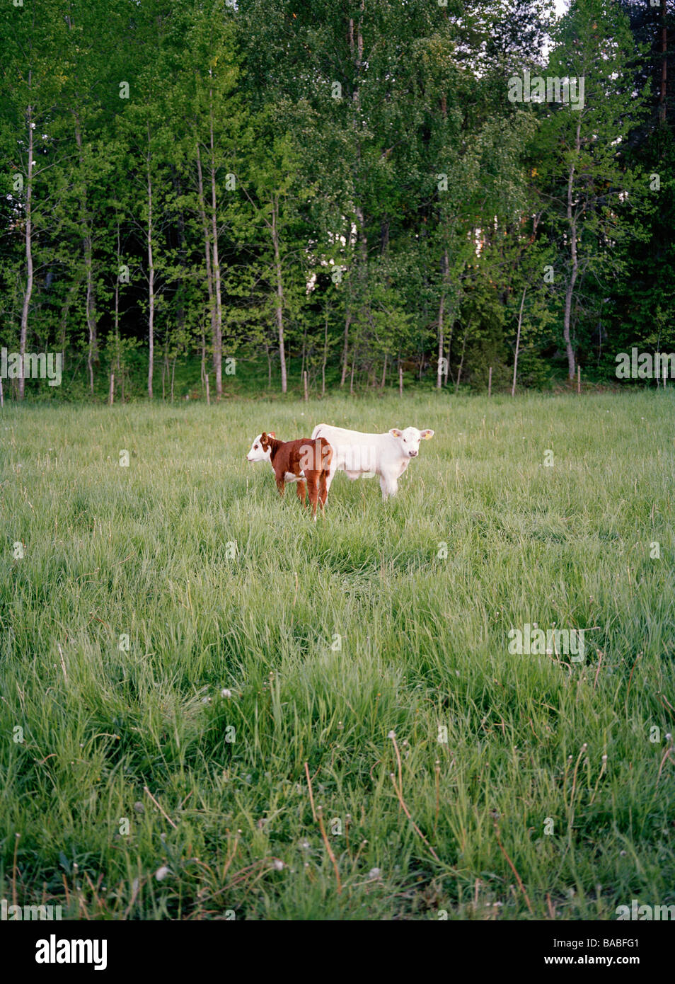 Enclosed animals hi-res stock photography and images - Alamy