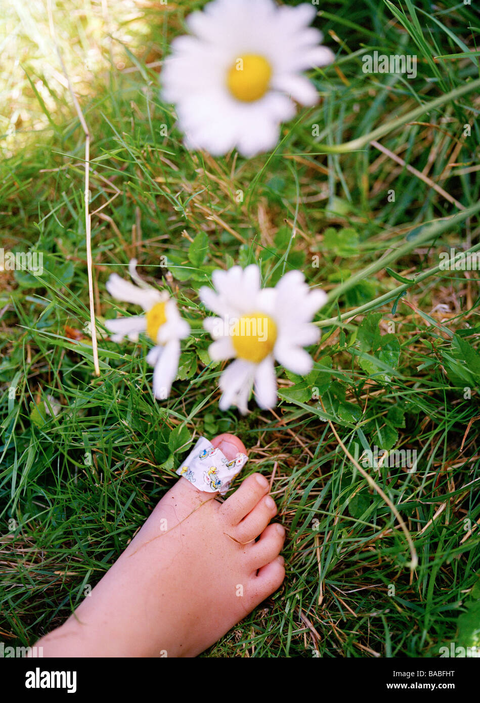 A toe with plaster Sweden Stock Photo - Alamy