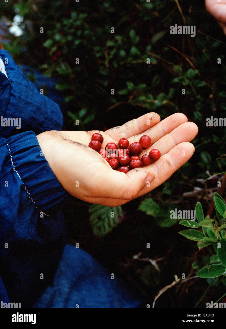 A child holding lingonberry Sweden Stock Photo - Alamy