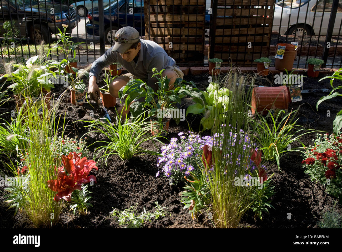 Hispanic/Italian landscaping architect working in raised perennial ...