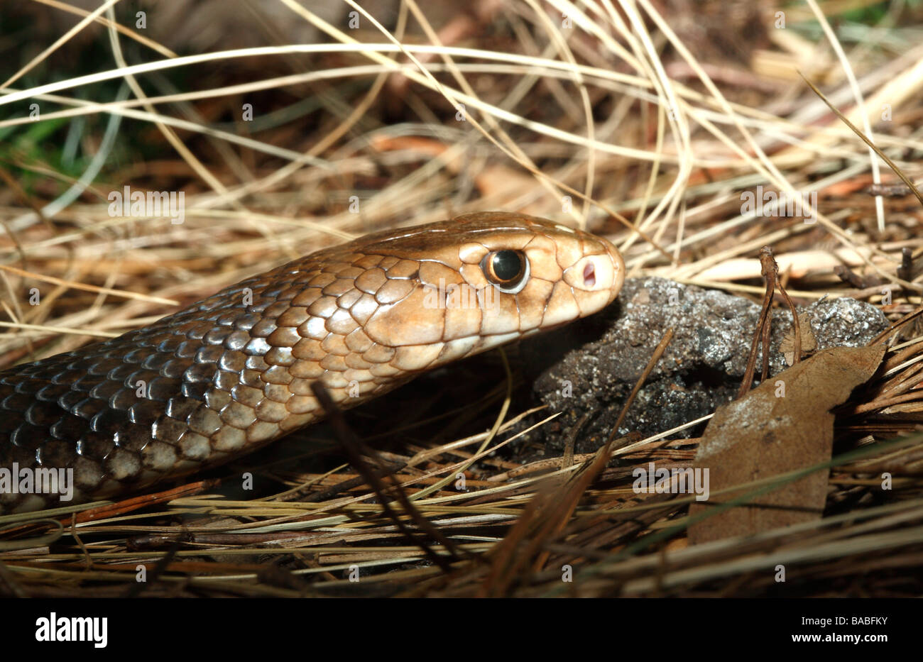 Australian Brown Snakes
