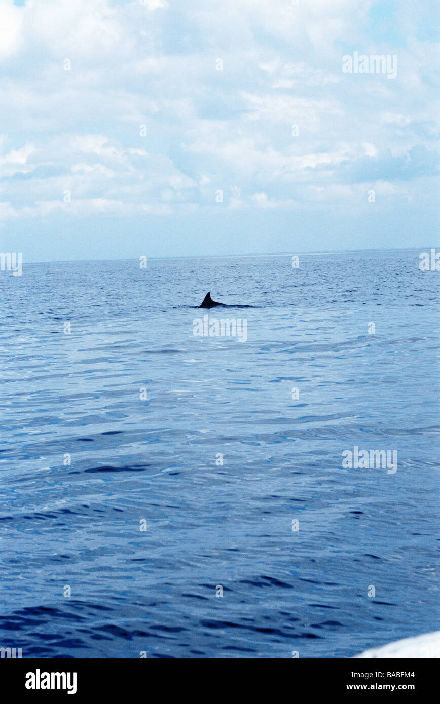 A dolphin in the sea Bali Indonesia Stock Photo - Alamy
