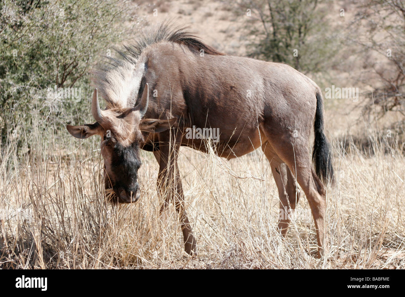 A young Wildebeest eats grass in the Kgalagadi Transfrontier Park in ...