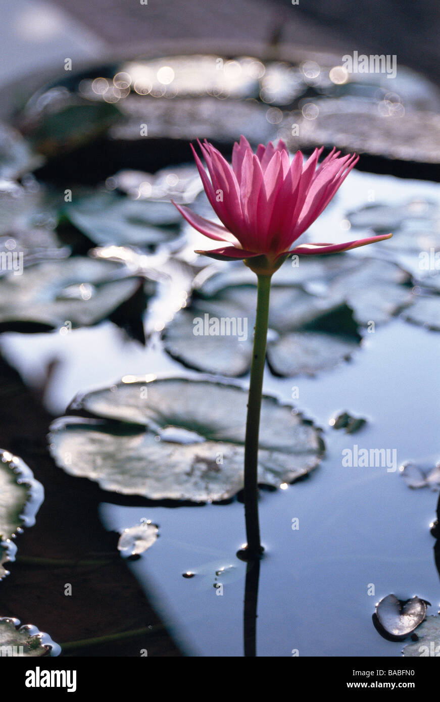 Water lilly leaves hi-res stock photography and images - Alamy