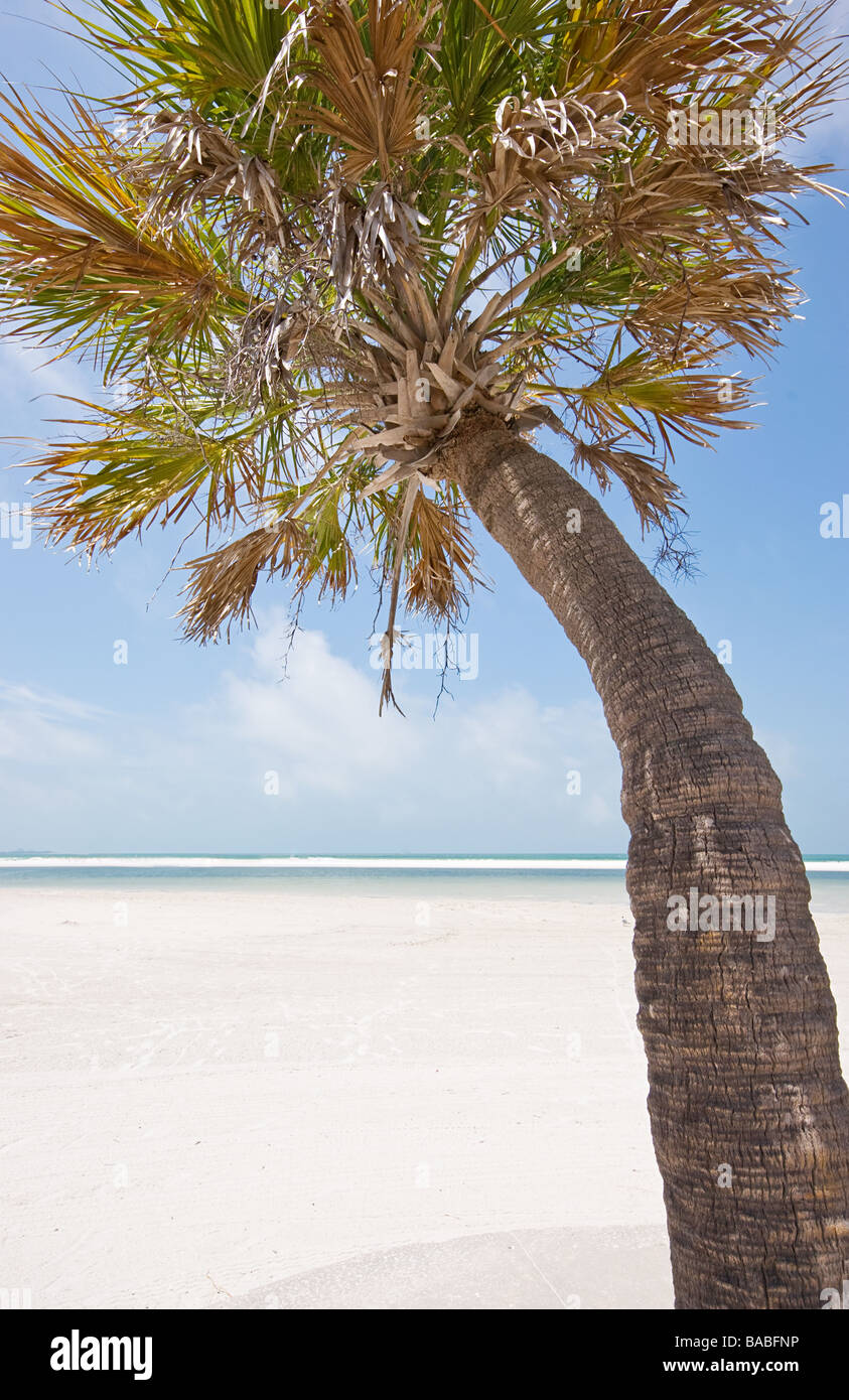Beach scene with palm trees at Fort DeSoto Park, Florida Stock Photo ...