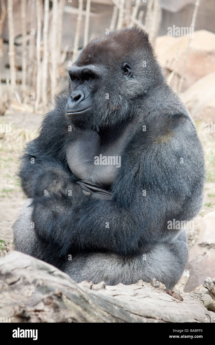 Male silverback lowland gorilla flexing hi-res stock photography and ...