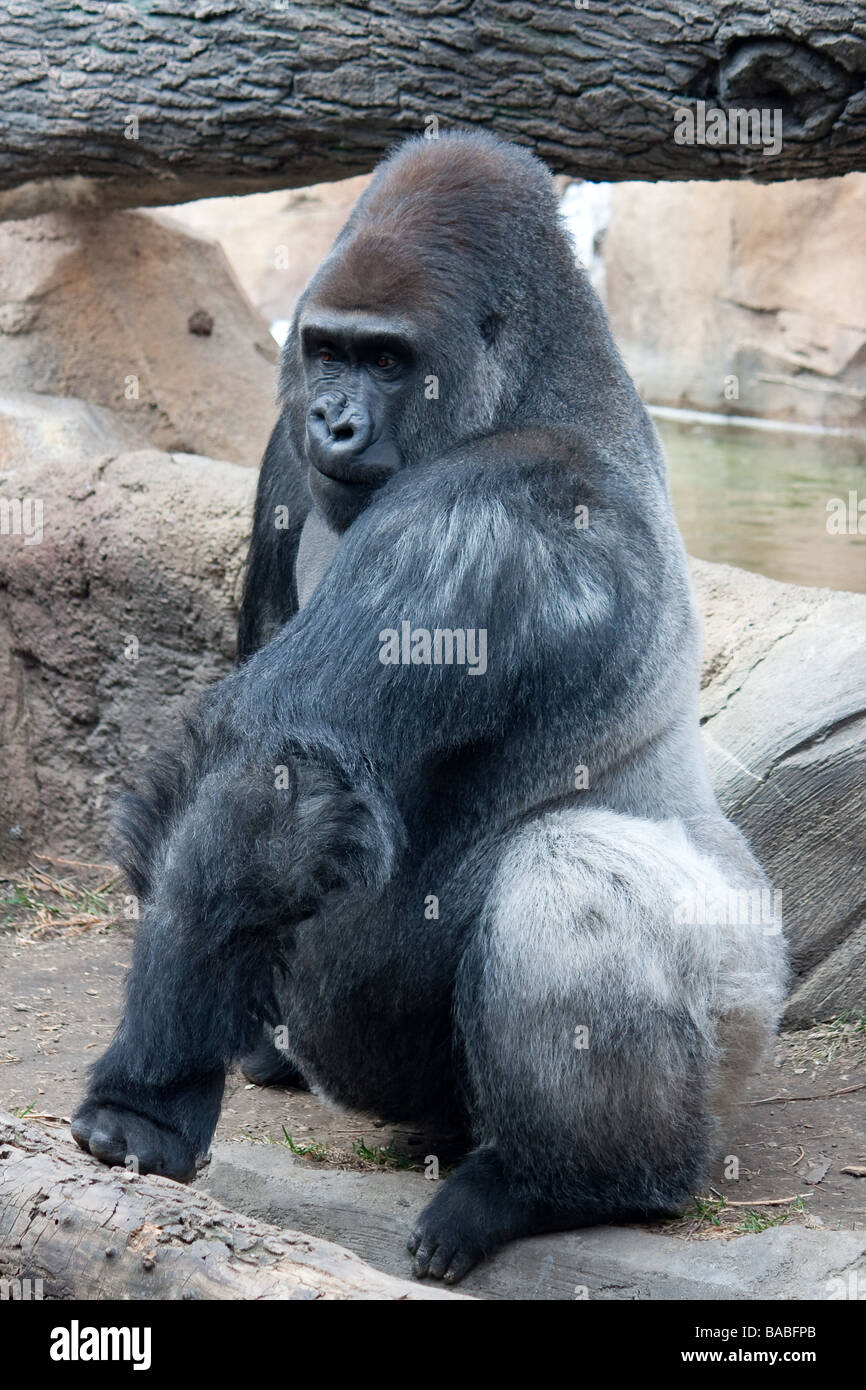 Male Silver Back Gorilla Stock Photos & Male Silver Back Gorilla Stock ...