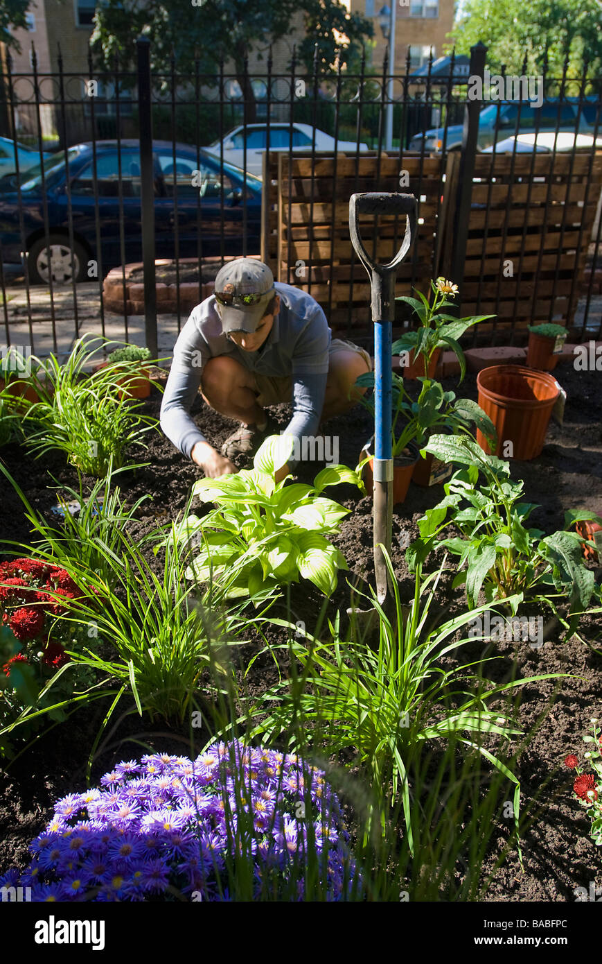 Hispanic/Italian landscaping architect working in raised perennial ...