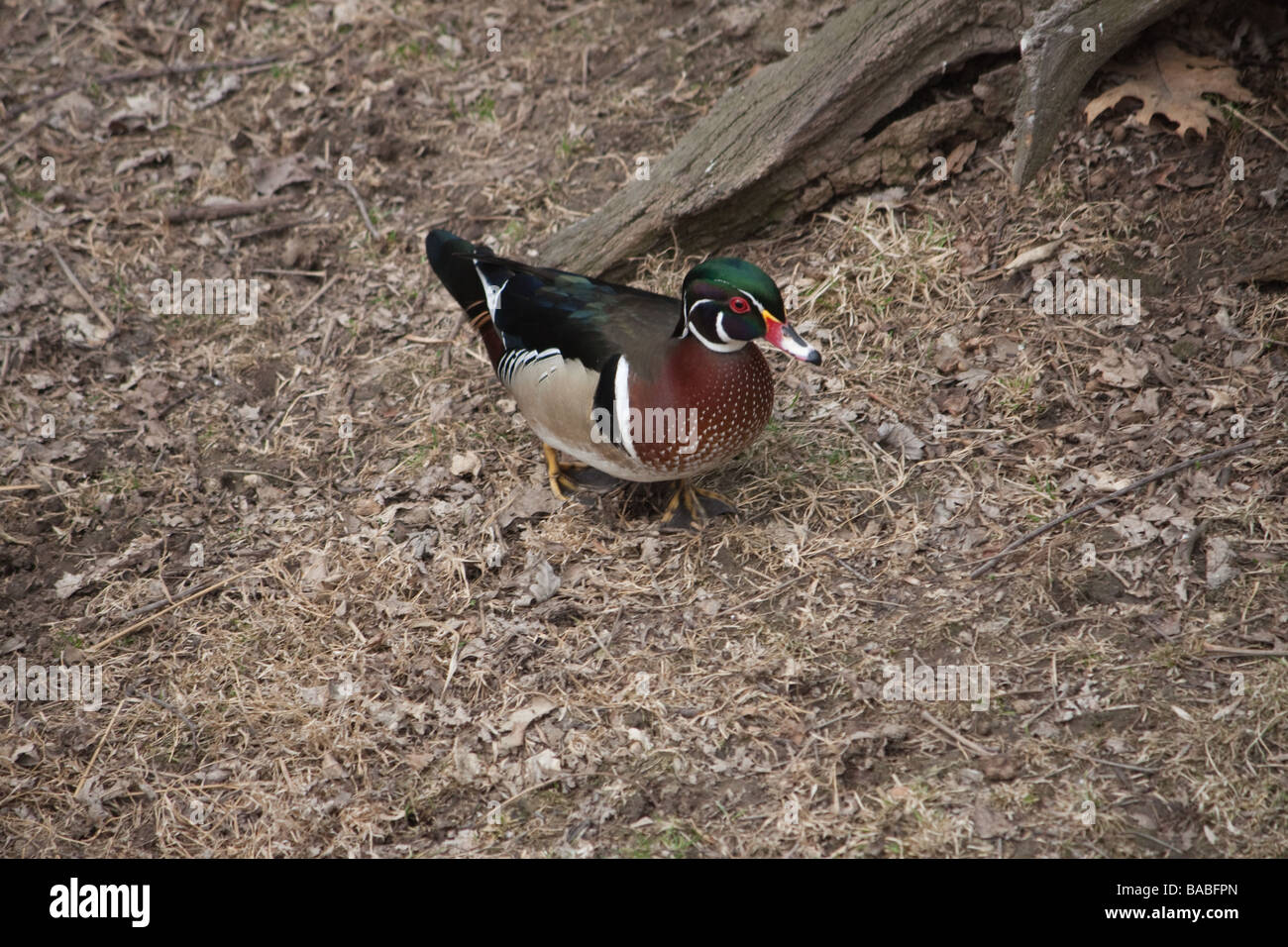 Side profile duck hi-res stock photography and images - Alamy