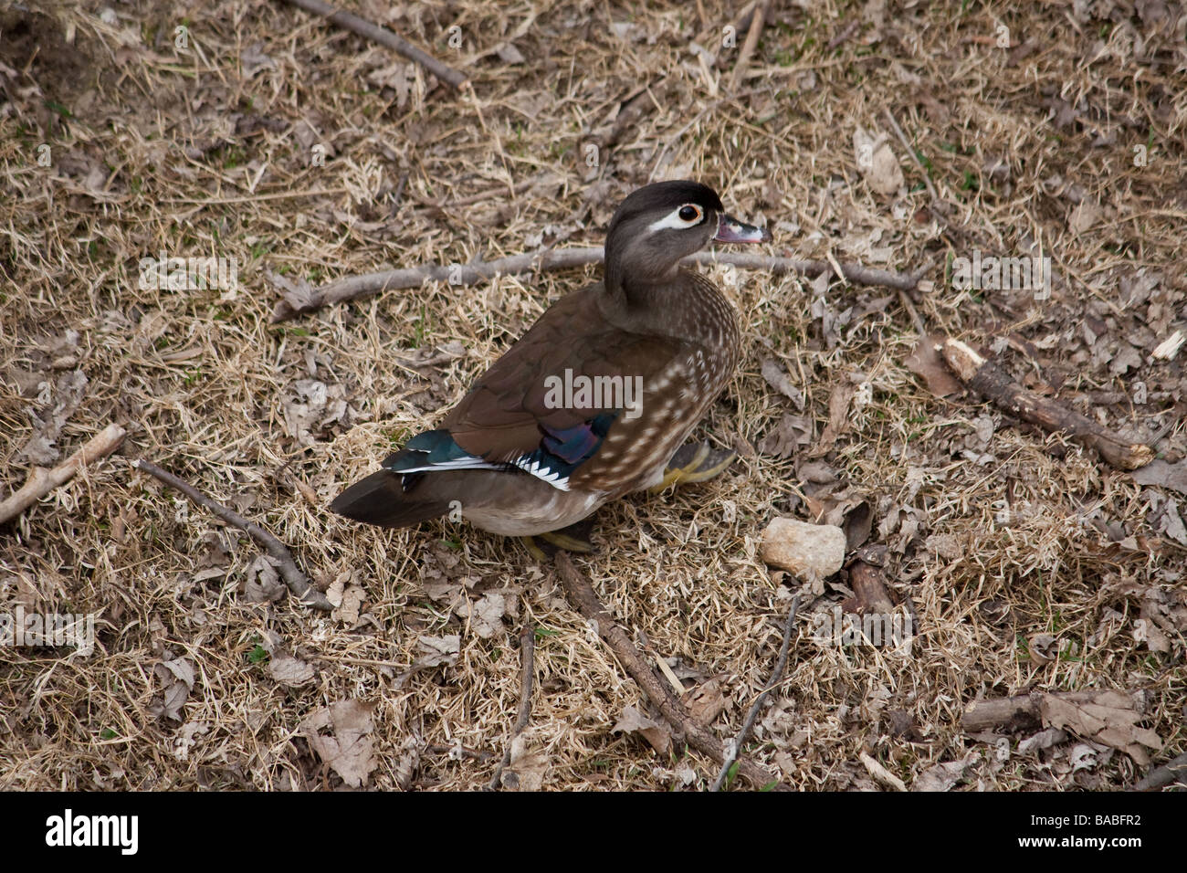 Female wood duck hi-res stock photography and images - Alamy