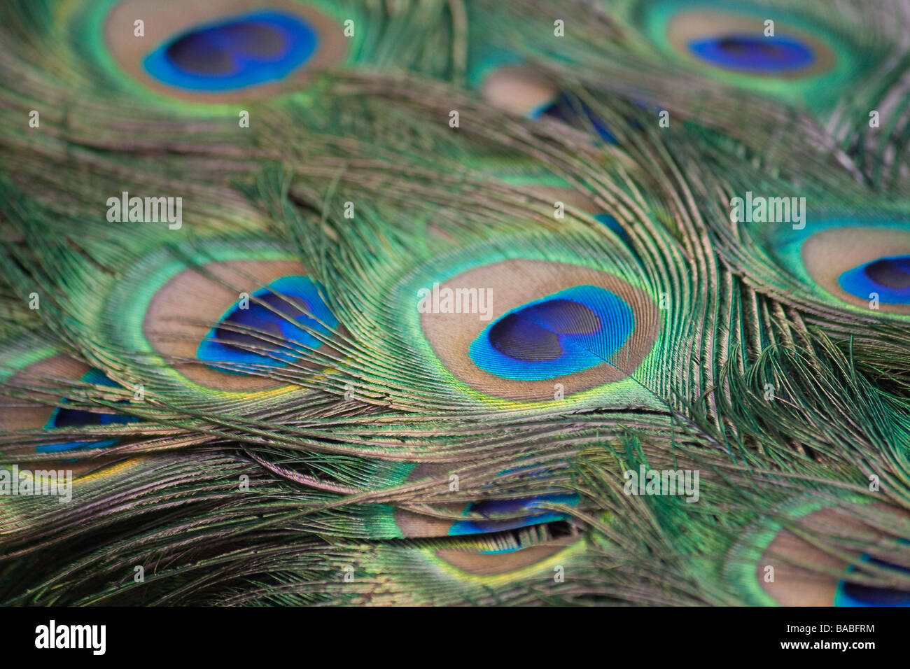 Up-close peacock feather Stock Photo - Alamy
