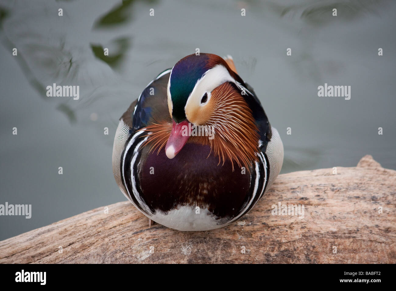 Mandarina duck hi-res stock photography and images - Alamy