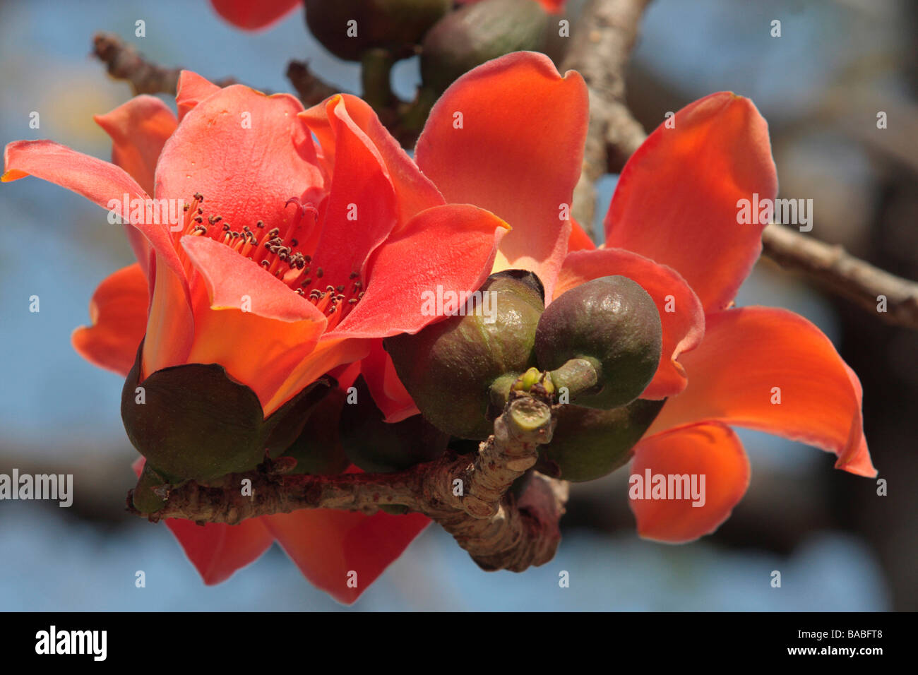 Cotton tree flowers hi-res stock photography and images - Alamy