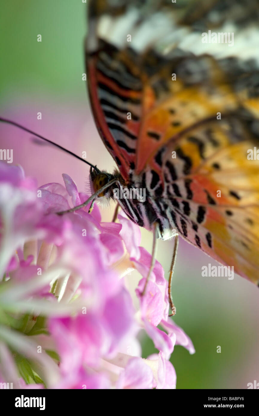 Leopard lacewing butterfly hi-res stock photography and images - Alamy