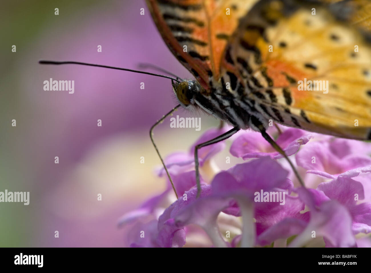 Leopard Lacewing (Cethosia cyane) on lantana, a butterfly from south ...