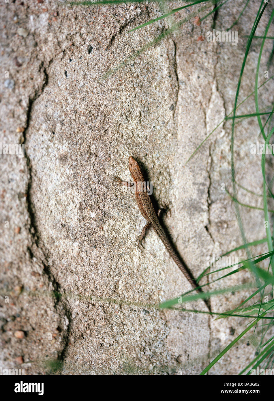 The lizzard hi-res stock photography and images - Alamy