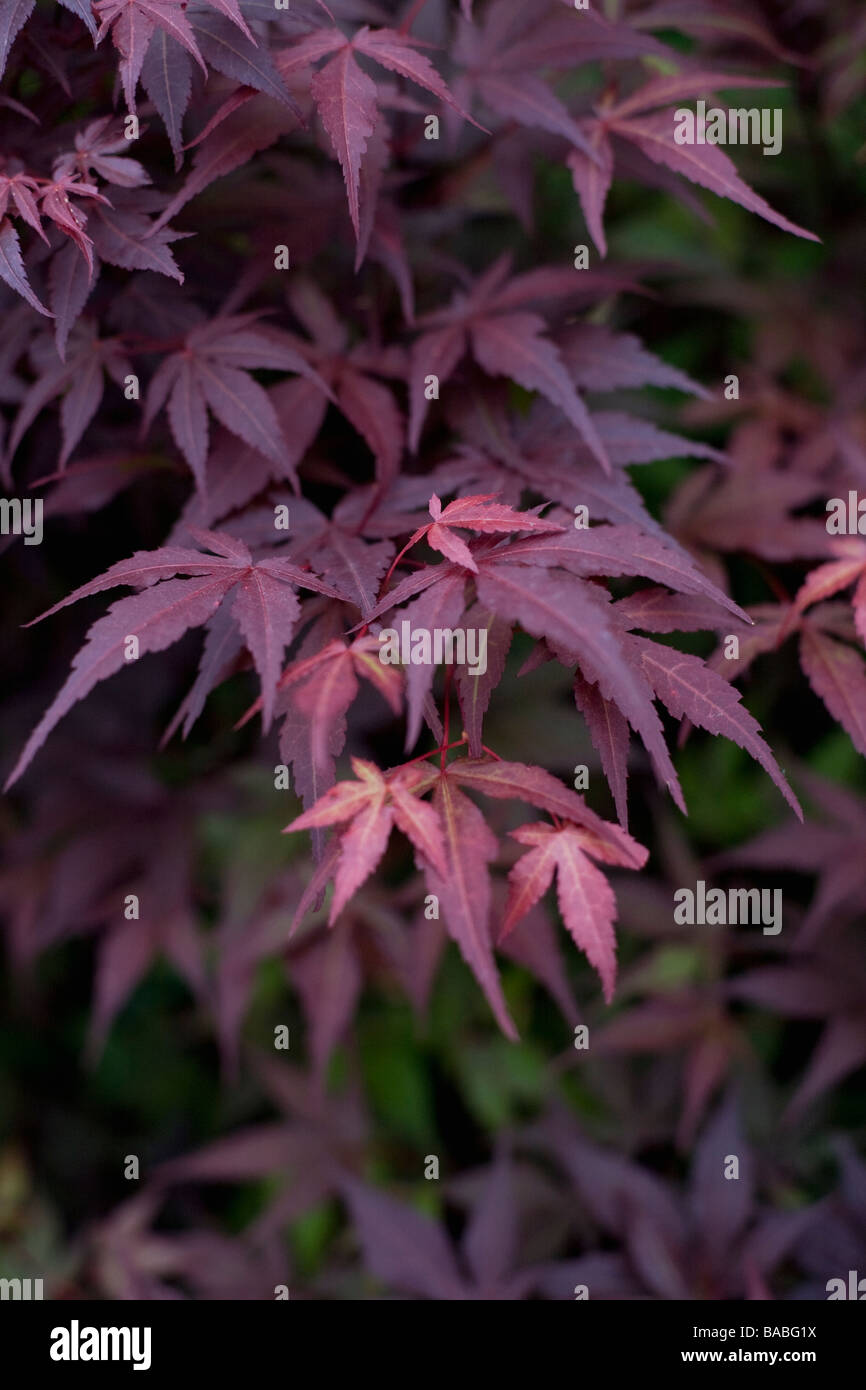 Climbing plant colour hi-res stock photography and images - Alamy