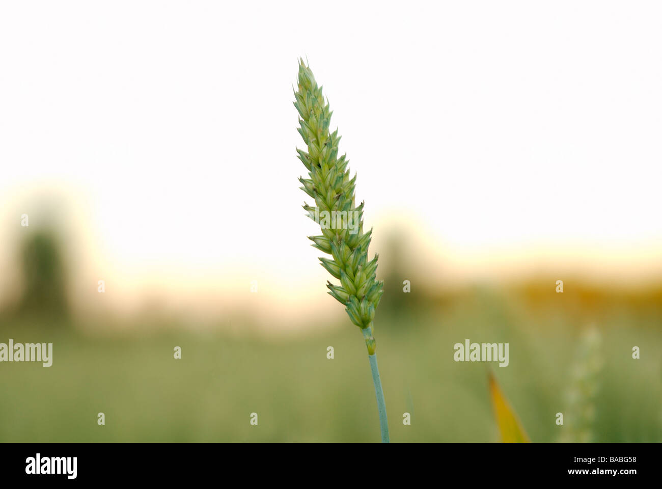 Wheat of ear hi-res stock photography and images - Alamy
