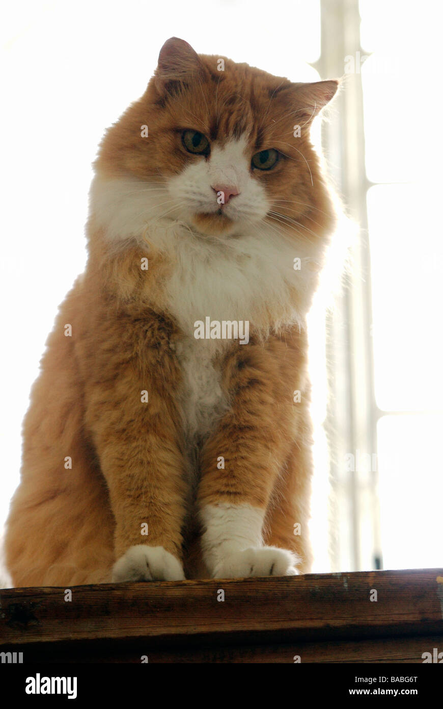 A cat Sweden Stock Photo - Alamy