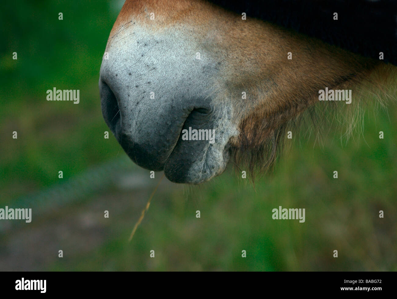 A horse eating a straw close-up Sweden Stock Photo - Alamy