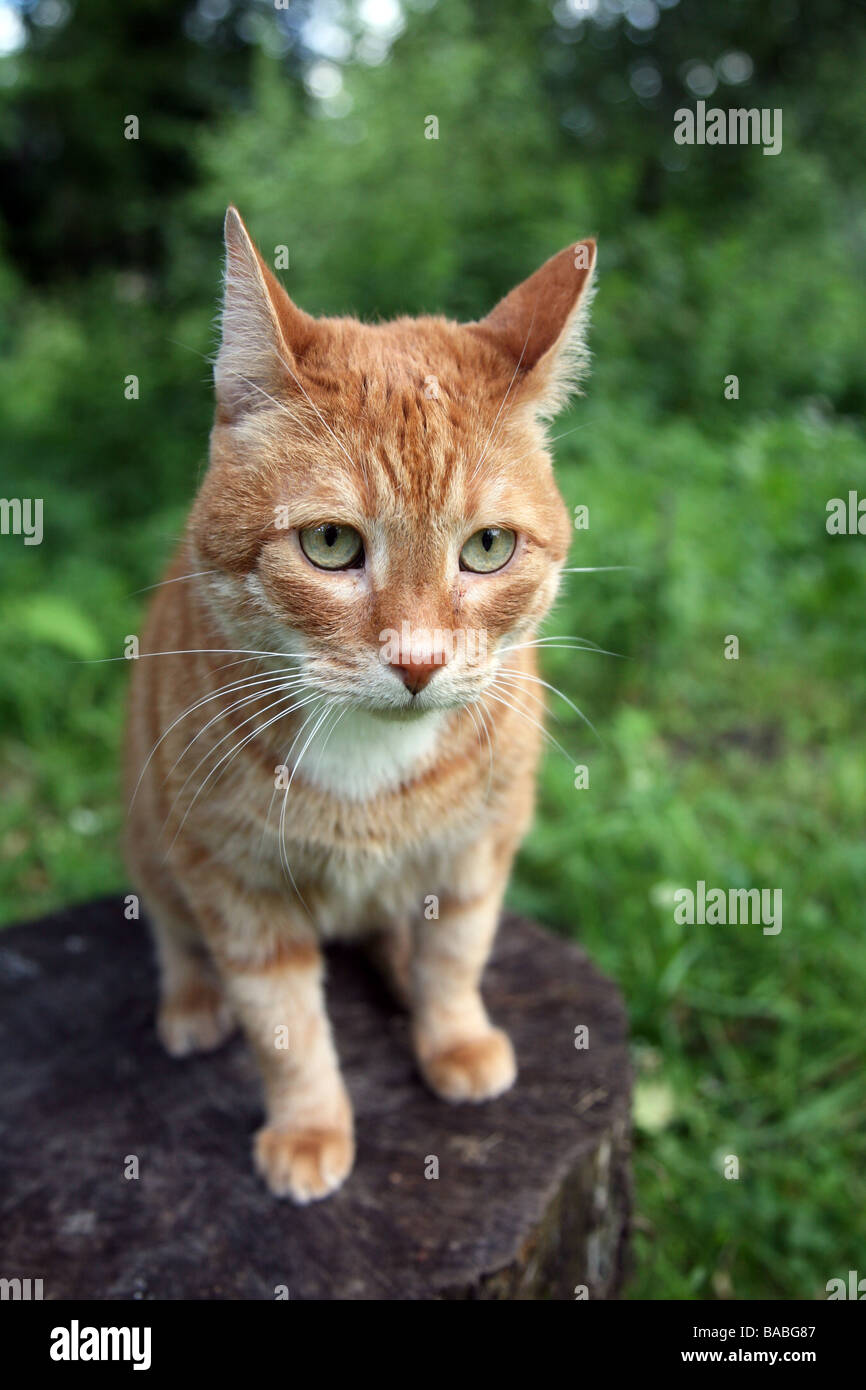 Red cat walking grass hi-res stock photography and images - Alamy