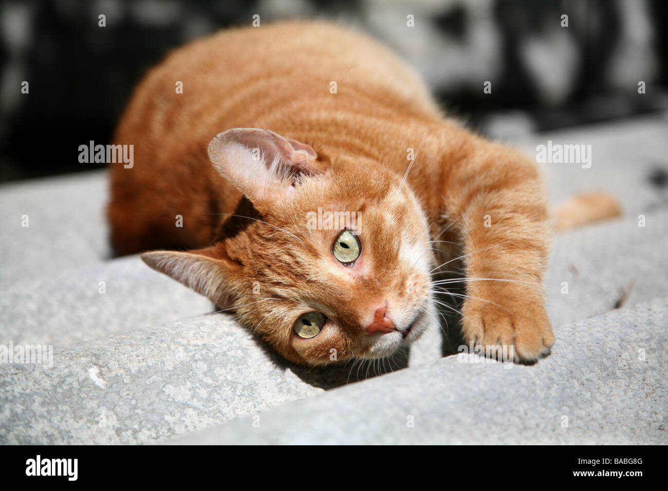 Cats paws outside hi-res stock photography and images - Alamy