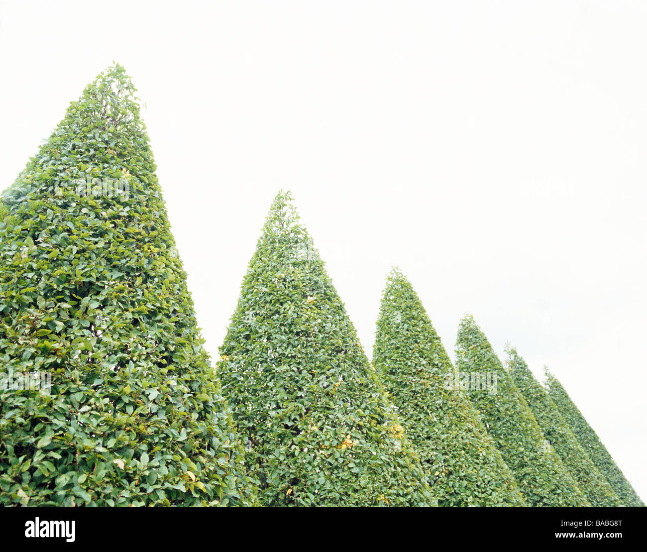 Green trees Sweden Stock Photo - Alamy